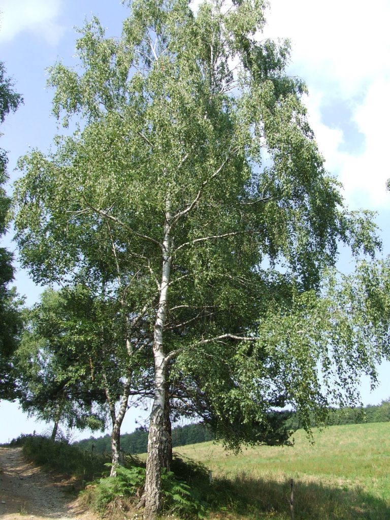 Hojas de abedul ¡Todo lo que necesitas saber sobre los abedules