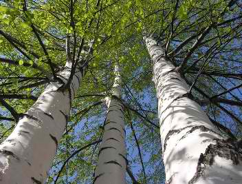 Abedul blanco ¡Todo lo que necesitas saber sobre los abedules