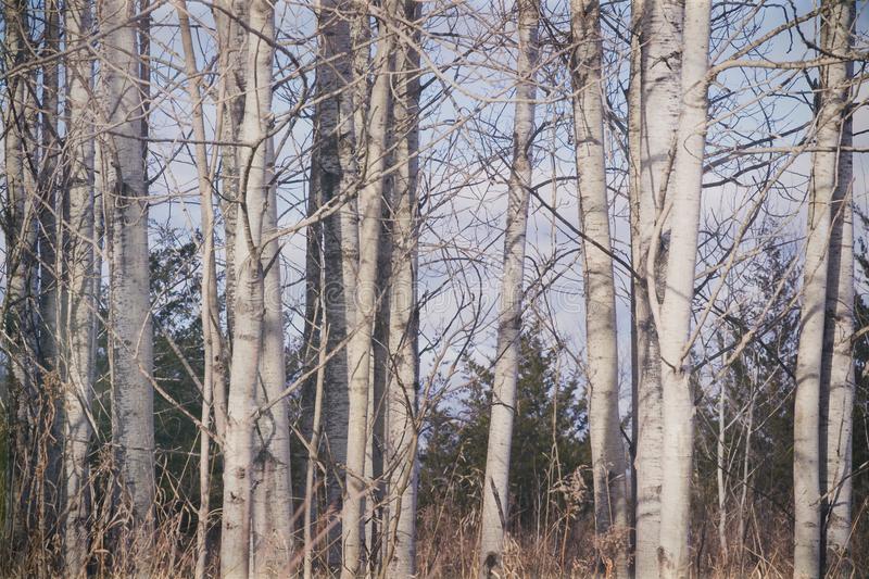 Abedul blanco ¡Todo lo que necesitas saber sobre los abedules