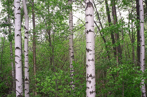 Madera de abedul ¡Todo lo que necesitas saber sobre los abedules